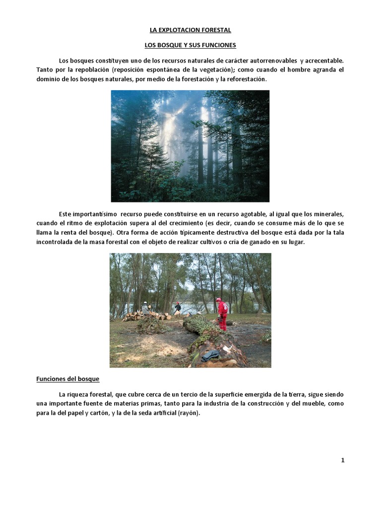 03 - Explotación Forestal | PDF | Caucho natural | Papel