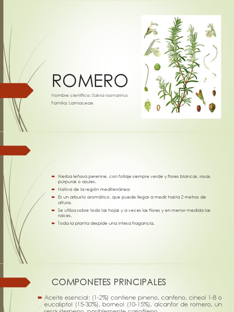 Propiedades y usos del romero | PDF | Romero | Plantas