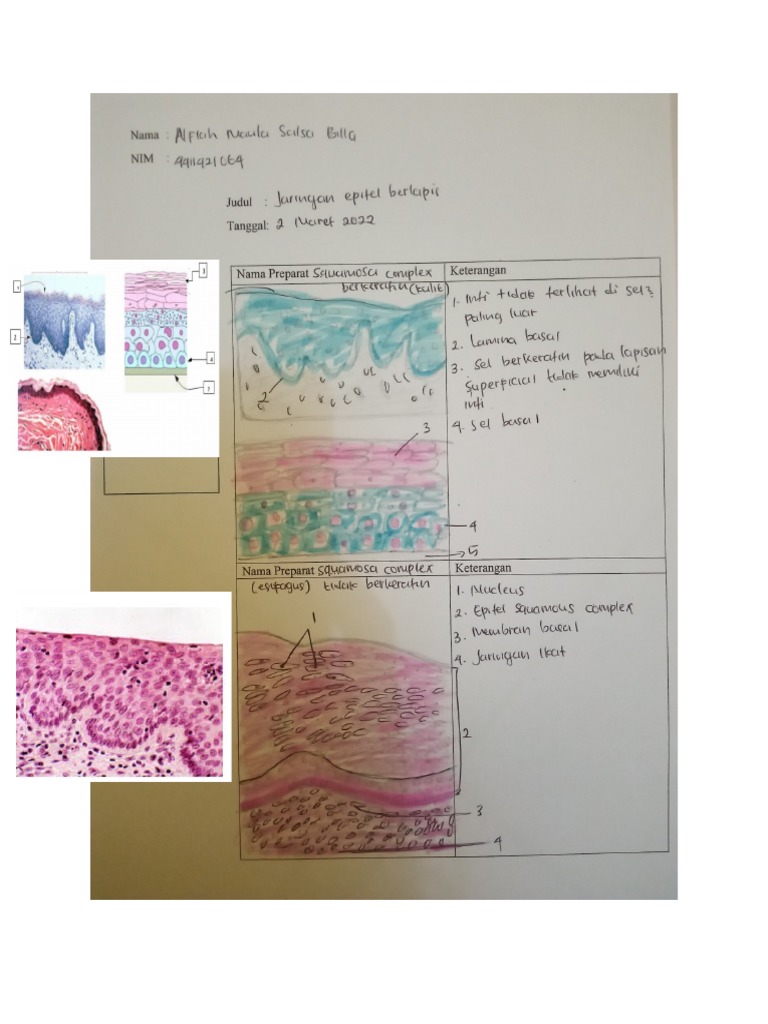 Laporan Praktikum Jaringan Epitel Berlapis | PDF