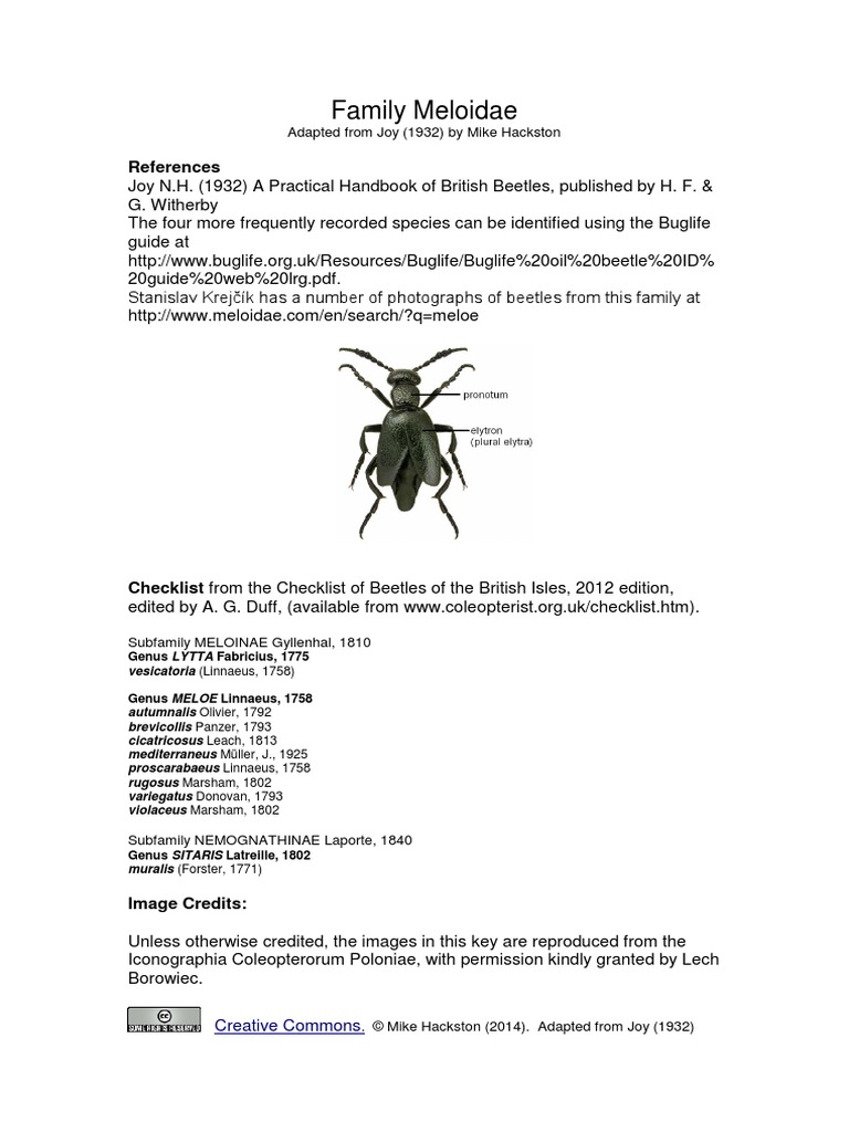 Family Meloidae Key To British Species | PDF | Insects