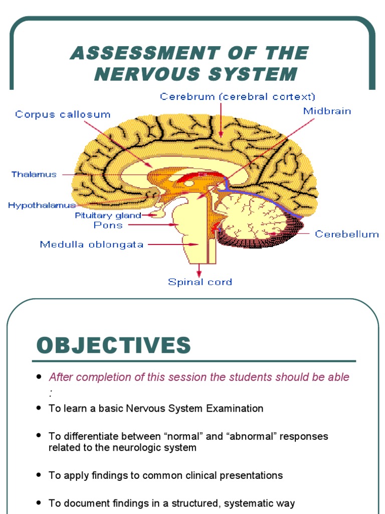 Assessment of The Nervous System - Final | PDF | Anatomical Terms Of ...