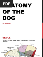 Osteology of the Goat | PDF | Vertebra | Vertebral Column
