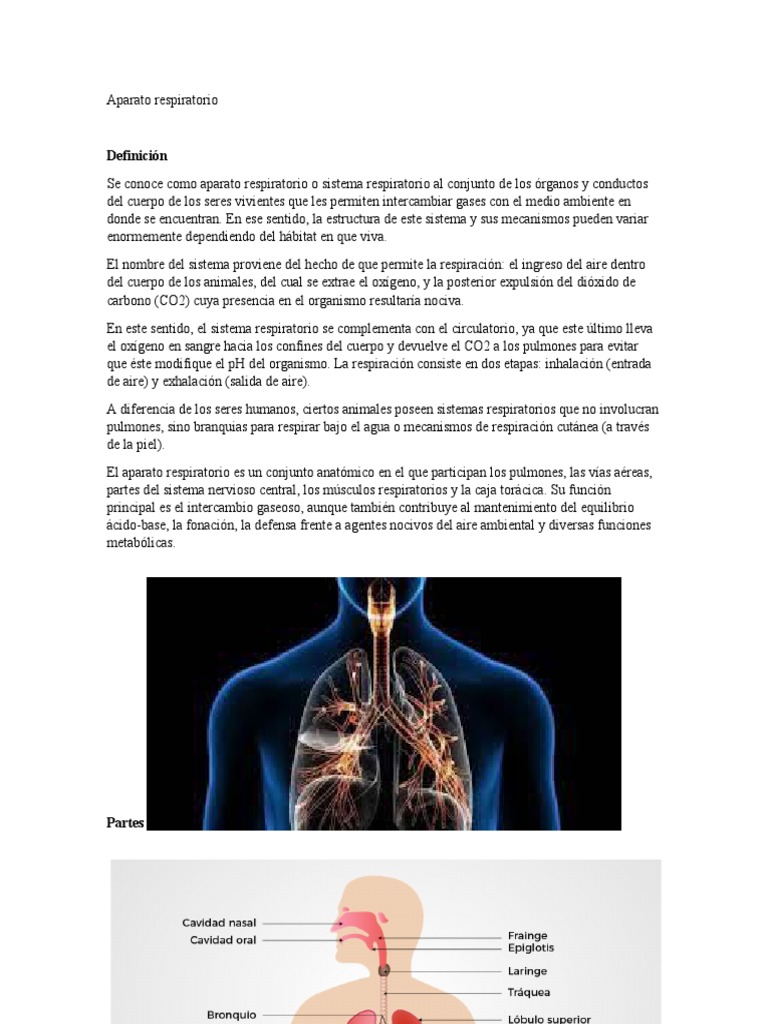 Aparato Respiratorio, Definicion y Organos | PDF | Sistema respiratorio ...