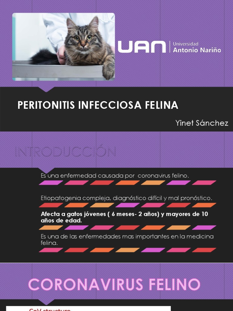 Tratamiento de Peritonitis Infecciosa Felina | PDF | Sistema inmune ...
