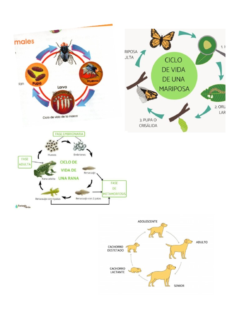 CICLO DE VIDA DE LOS ANIMALES | PDF