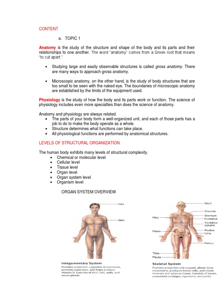 Anatomy Introduction | PDF | Anatomical Terms Of Location | Abdomen