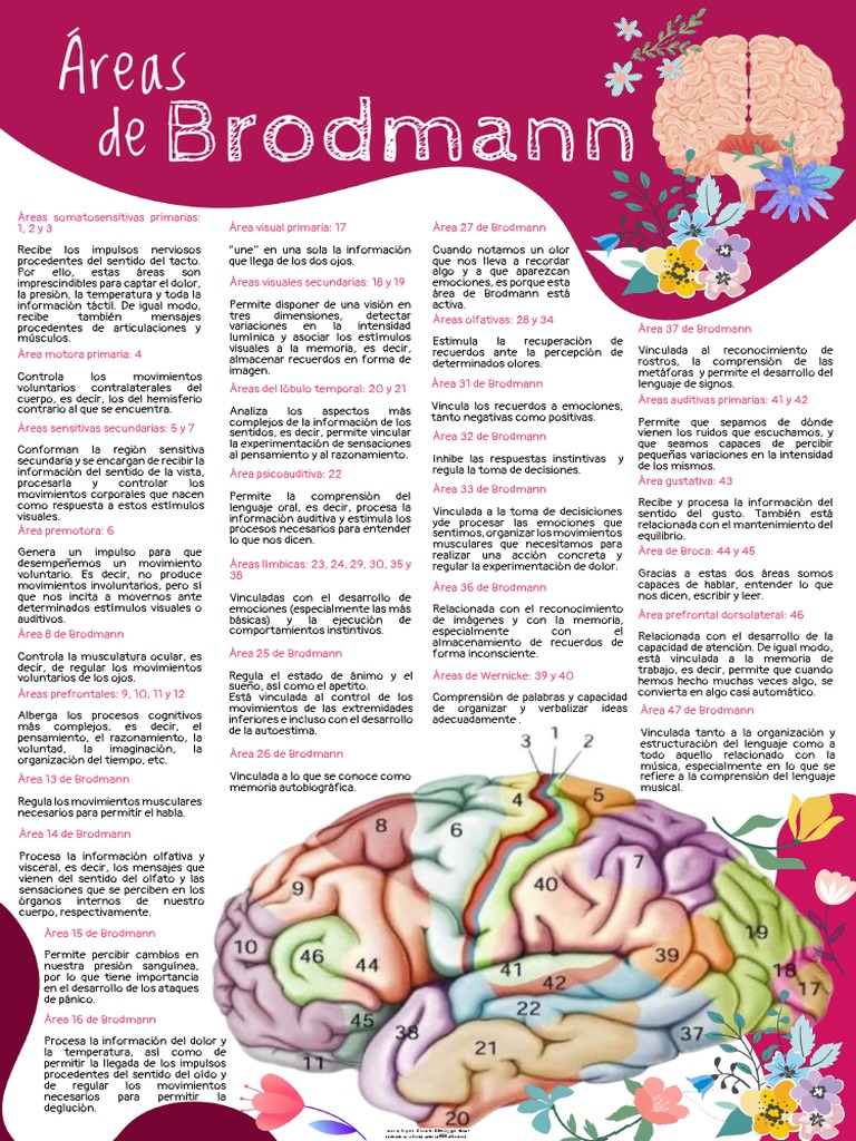 Funciones de las Áreas de Brodmann | PDF | Las emociones | Memoria