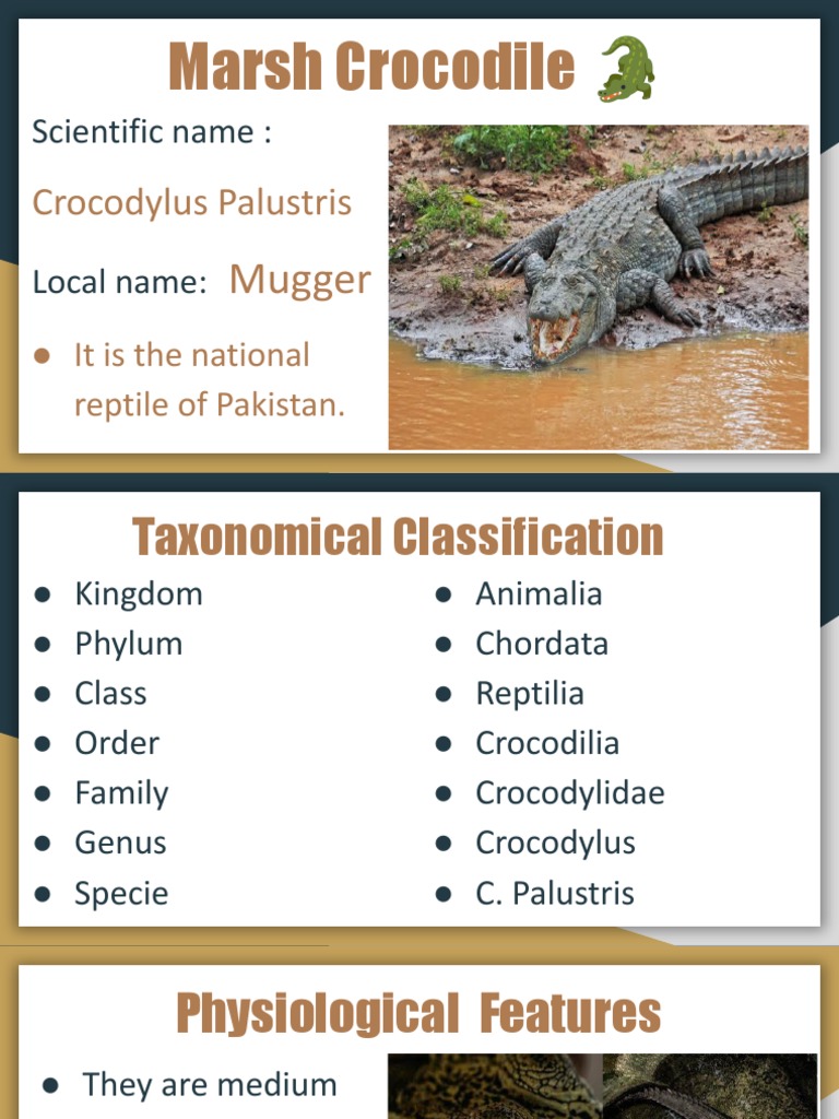 Note On Marsh Crocodile, Presentation On Marsh Crocodile or Marsh ...