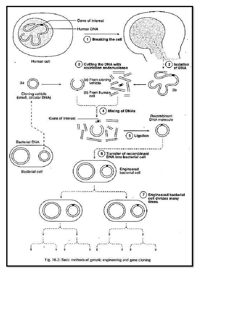 Biology Print Complete | PDF