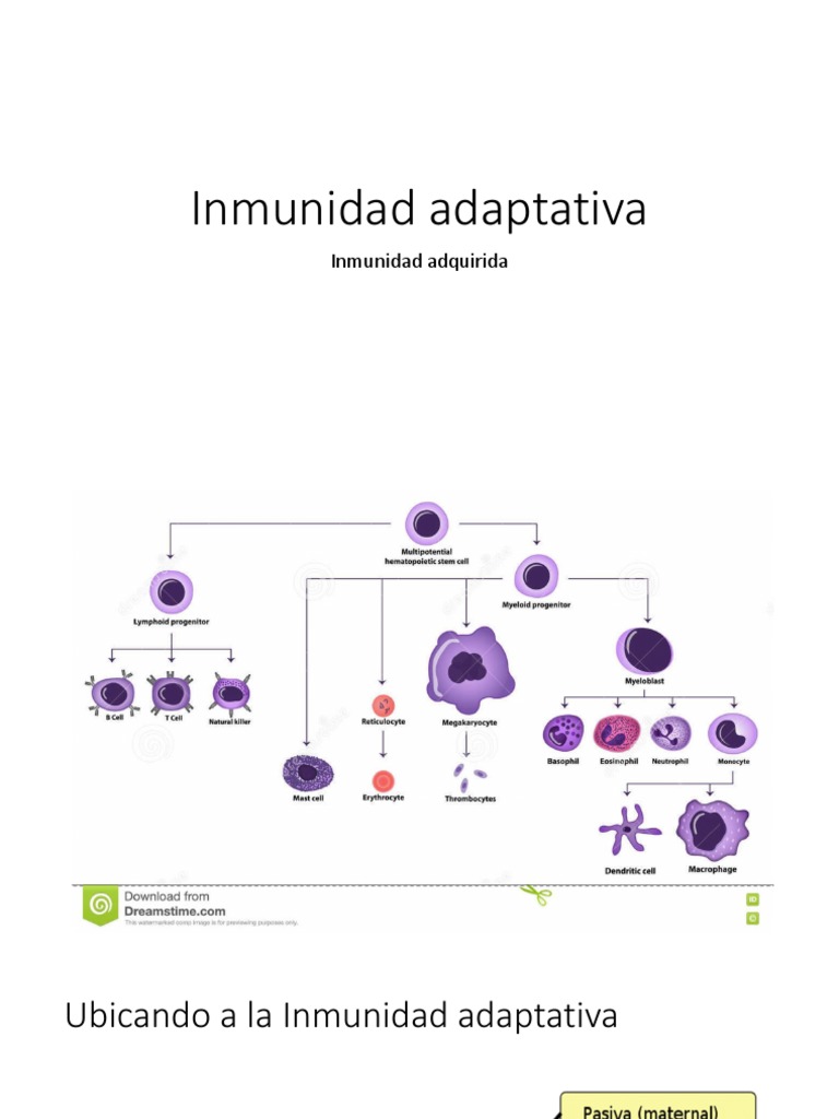 Inmunidad Adaptativa | PDF | Sistema inmune | Célula T