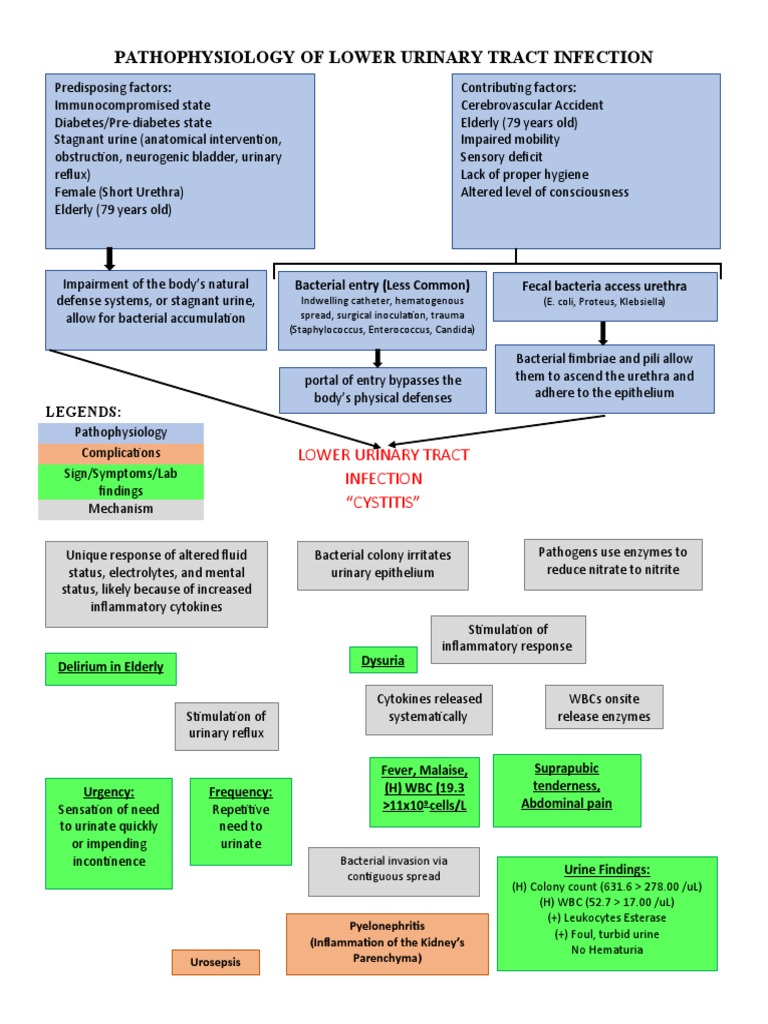 Pathophysiology of Lower UTI | PDF | Urinary Tract Infection | Medical ...