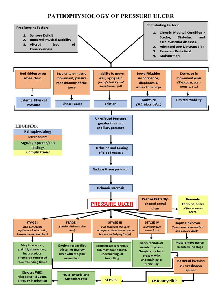 Pathophysiology of Pressure Ulcer | PDF | Physiology | Health Sciences