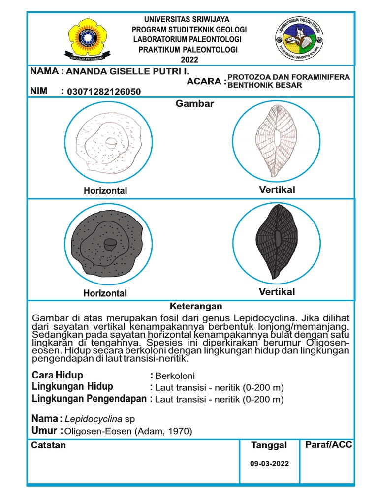 Fosil Foraminifera Bentonik 2022 | PDF | Sains & Matematika