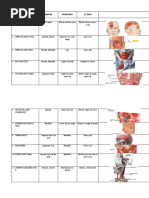 206 Bones Reviewer | PDF | Anatomical Terms Of Location | Limbs (Anatomy)
