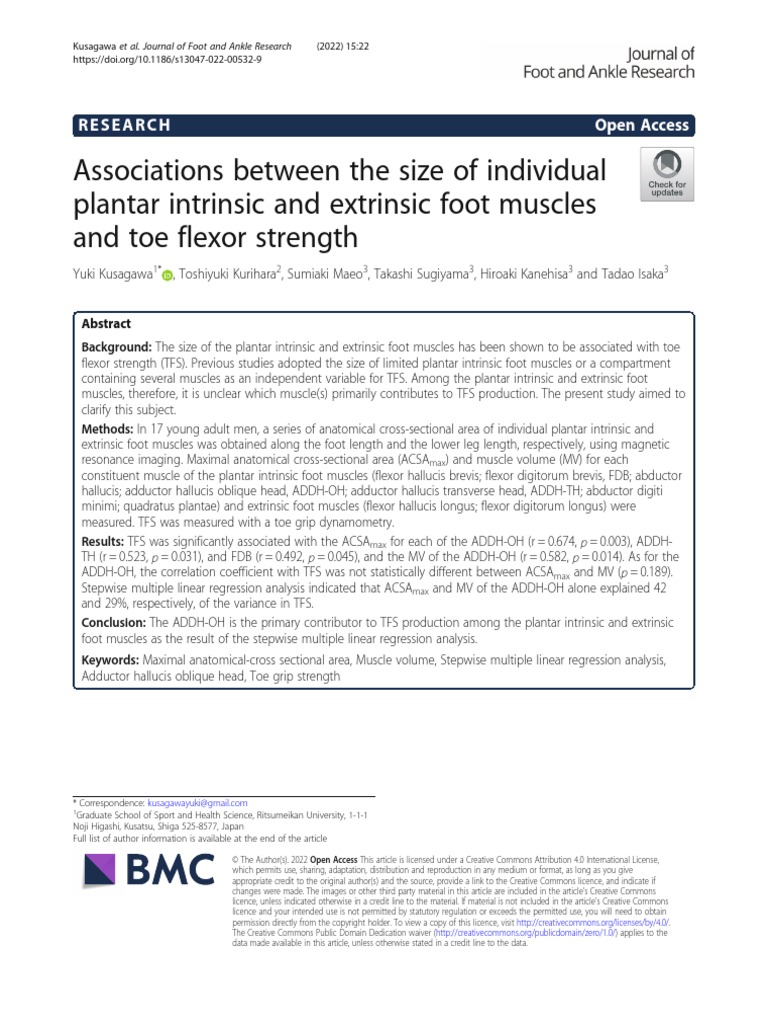Associations Between The Size of Individual Plantar Intrinsic and ...