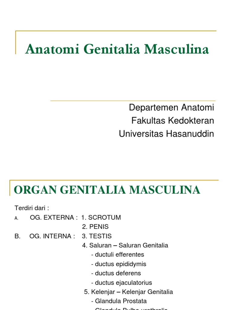 Genitalia Masculina (BM5 Unpatti) | PDF
