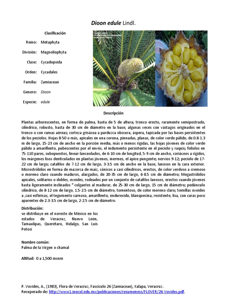 Dioon Edule Lindl. | PDF | Plantas | Botánica
