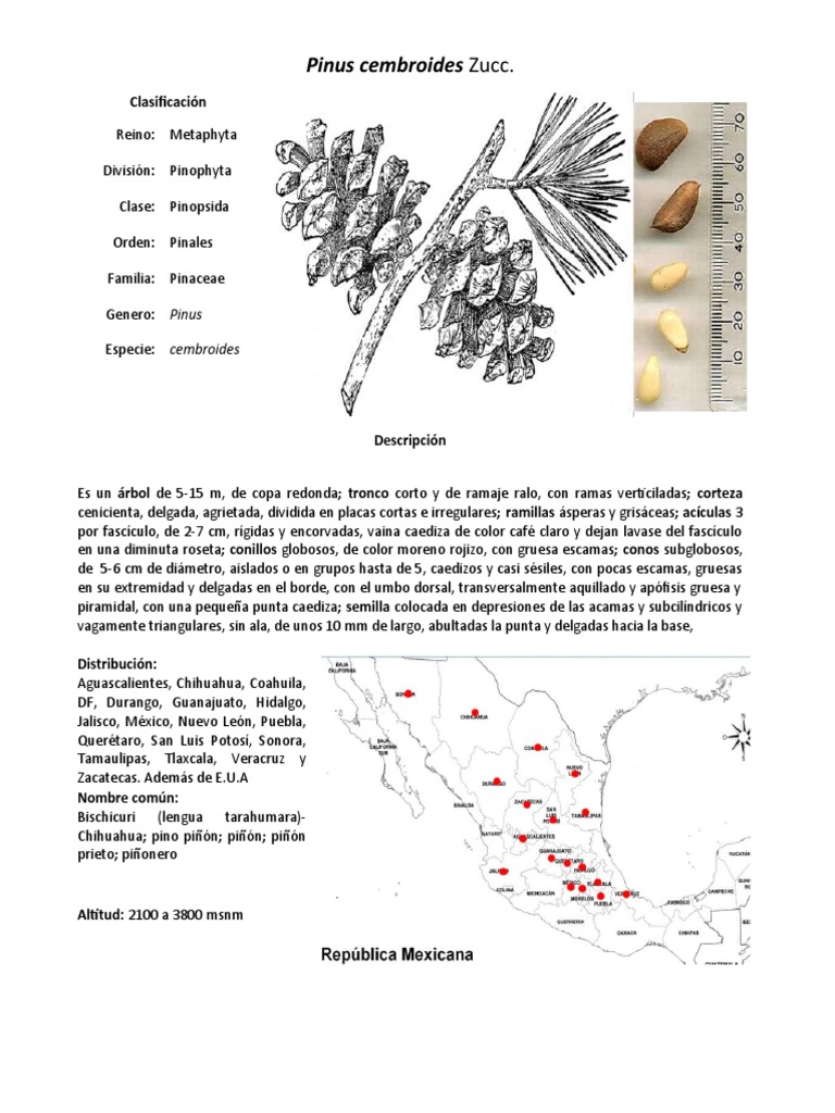 Pinus cembroides: Características y Distribución | PDF