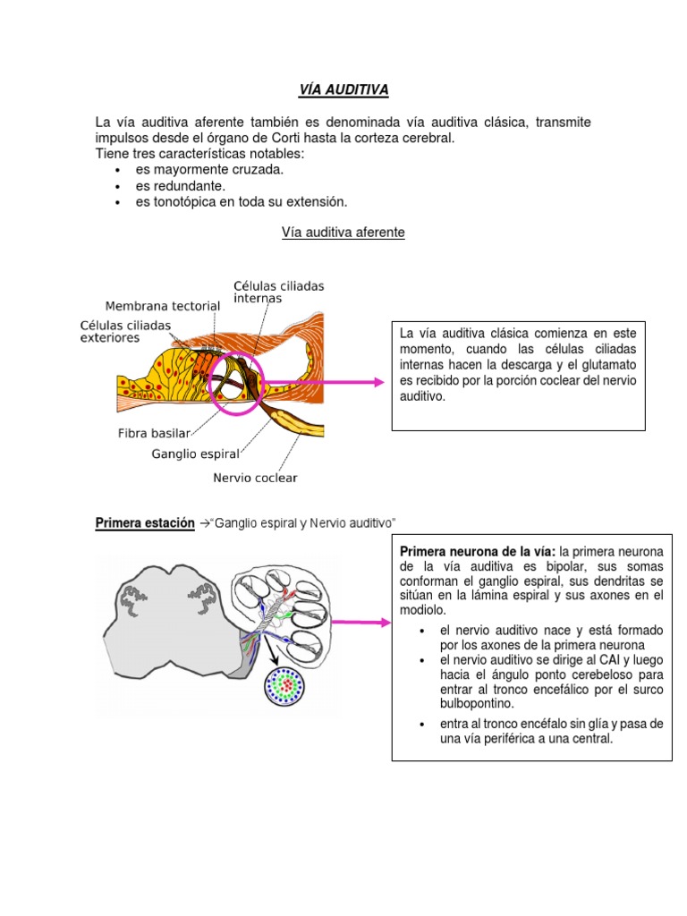 Vía Auditiva | PDF | Corteza cerebral | Nervio