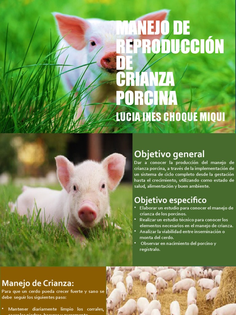 Manejo de Reproduccion Porcino | PDF | Cerdo | Parto