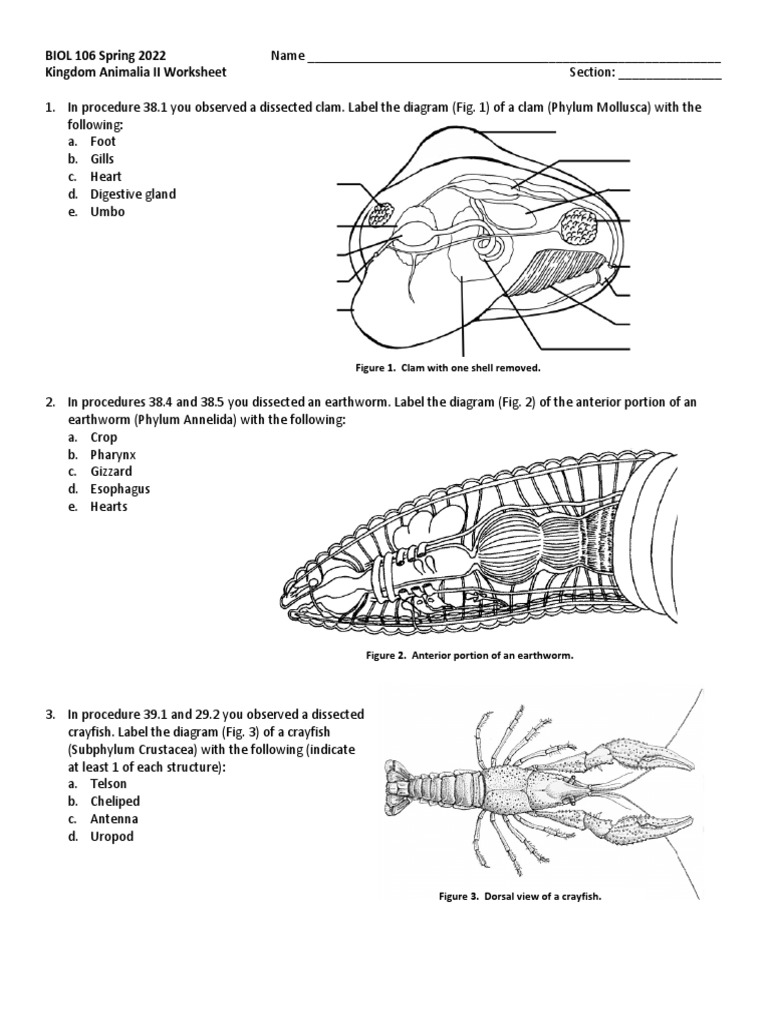 Labeling Diagrams of Dissected Organisms from Kingdom Animalia | PDF ...