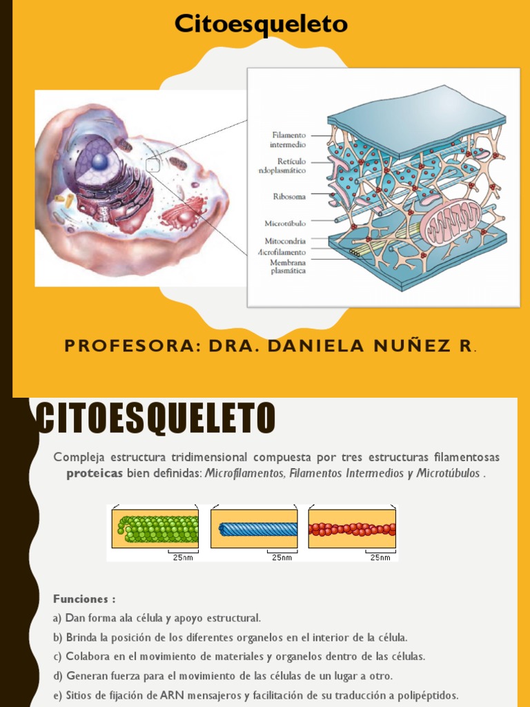 Estructura y funciones del citoesqueleto | PDF | Microtúbulos | Actina