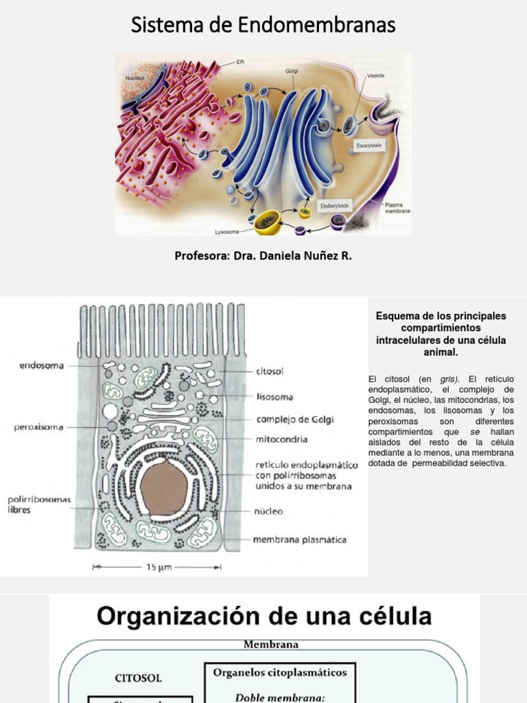 Sistema de Endomembranas | PDF | Retículo endoplásmico | Citoplasma