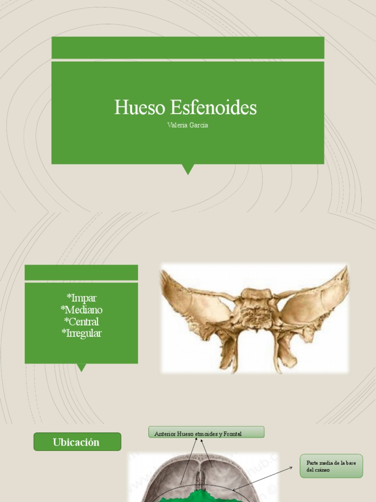 Hueso Esfenoides | PDF | Cabeza y cuello humanos | Anatomía humana