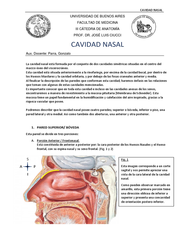 Cavidad Nasal | PDF | Cráneo | Morfología (biología)