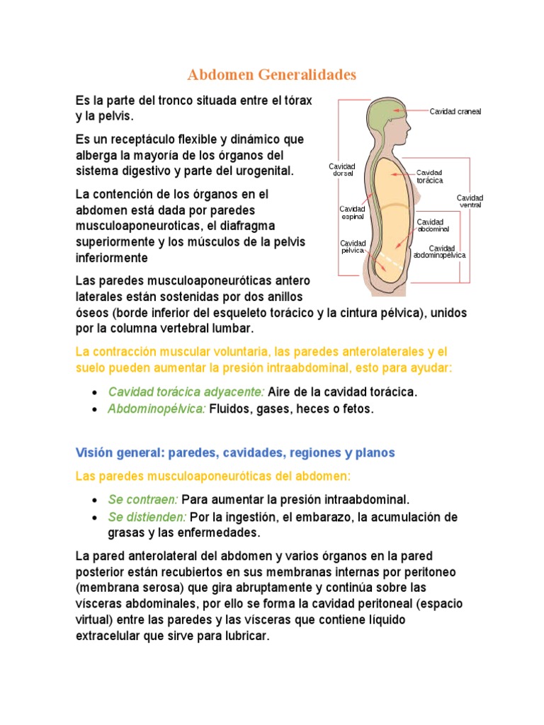 Generalidades de la Anatomía Abdominal | PDF | Abdomen | Intestino grueso