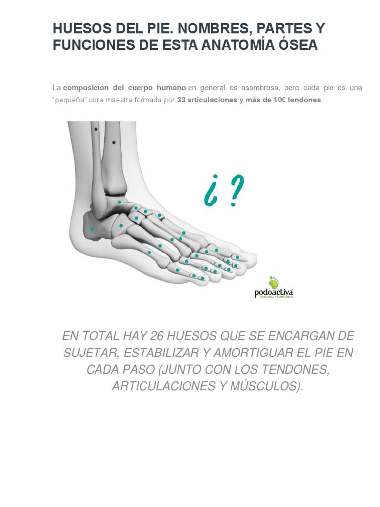 Anatomia Del Pie | PDF | Pie | Morfología (biología)