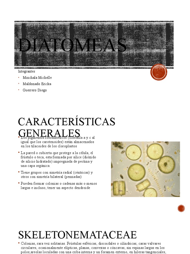 Características de las Diatomeas | PDF | Cloroplasto | Ramas de la botánica