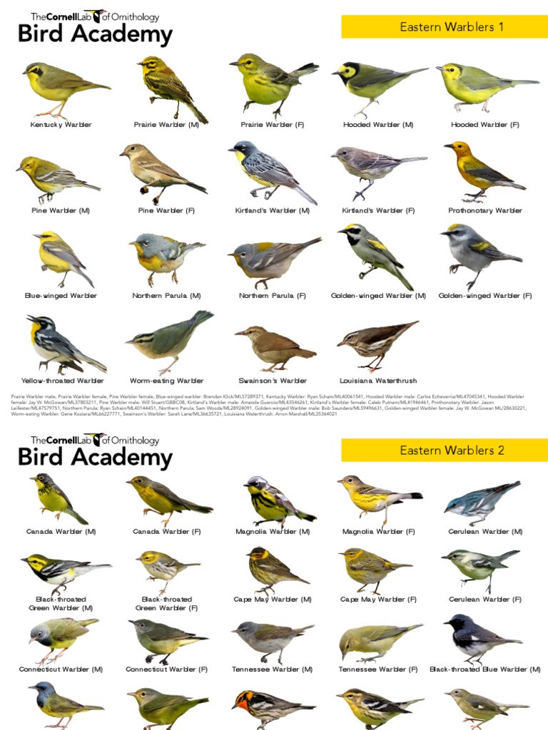 Warbler ID Cheat Sheet | PDF | Birds | Vertebrates Of Canada