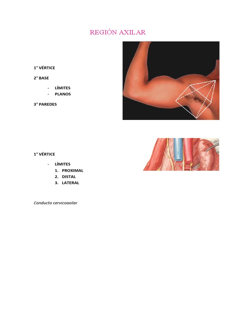 Región Axilar | PDF | Tórax | Angiología