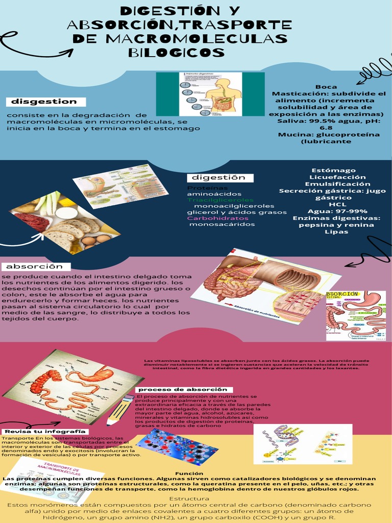 Digestión y Absorción de Nutrientes | PDF | Digestión | Química