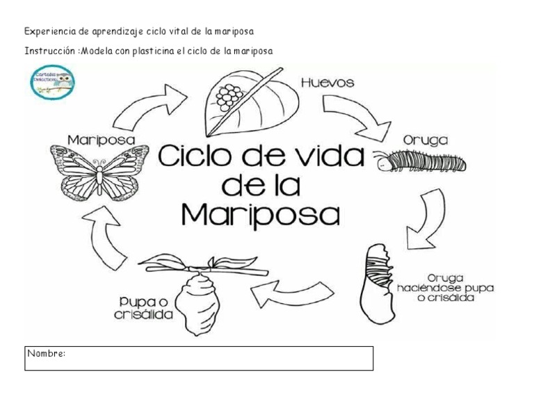 Ciclo de Vida de la Mariposa en Plastilina | PDF