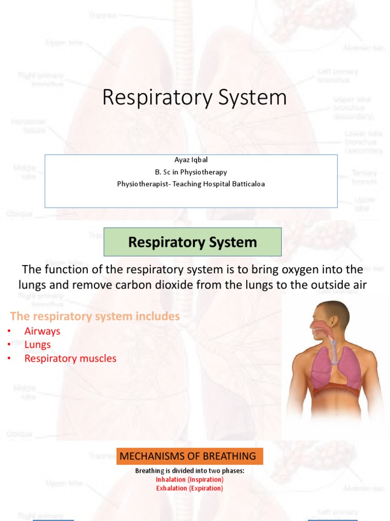 Respiratory System (PRESENTATION) | PDF | Respiratory System | Breathing