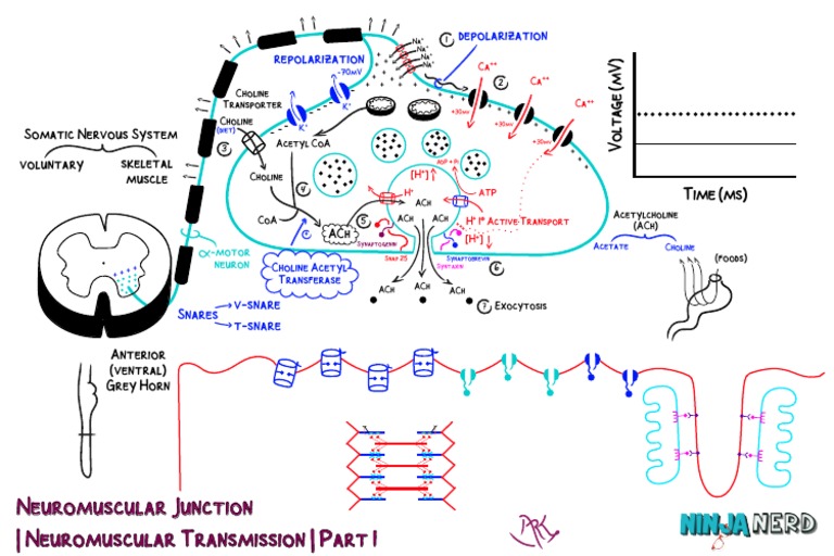Musculoskeletal System 03 Neuromuscular Junction Neuromuscular ...
