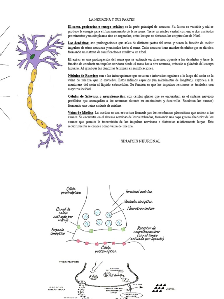 La Neurona y Sus Partes | PDF