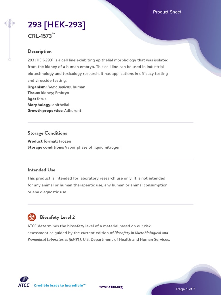 HEK293 | PDF | Hek 293 Cells | Atcc (Company)