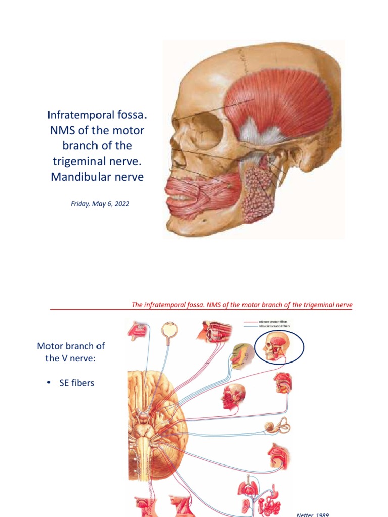 Infratemporal Fossa Trigeminal Nerve Motor Branch NMS | PDF | Human ...