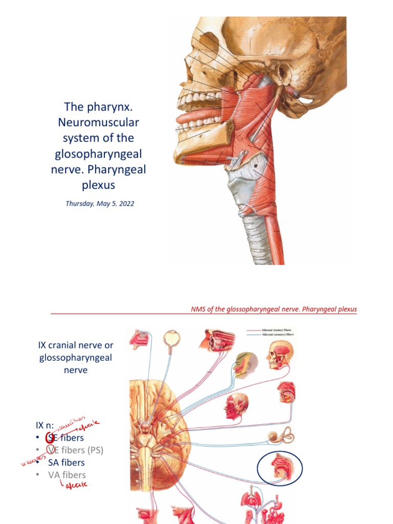 La Faringe. SNM Del Nervio Glosofaríngeo. Plexo Faríngeo | PDF | Human ...