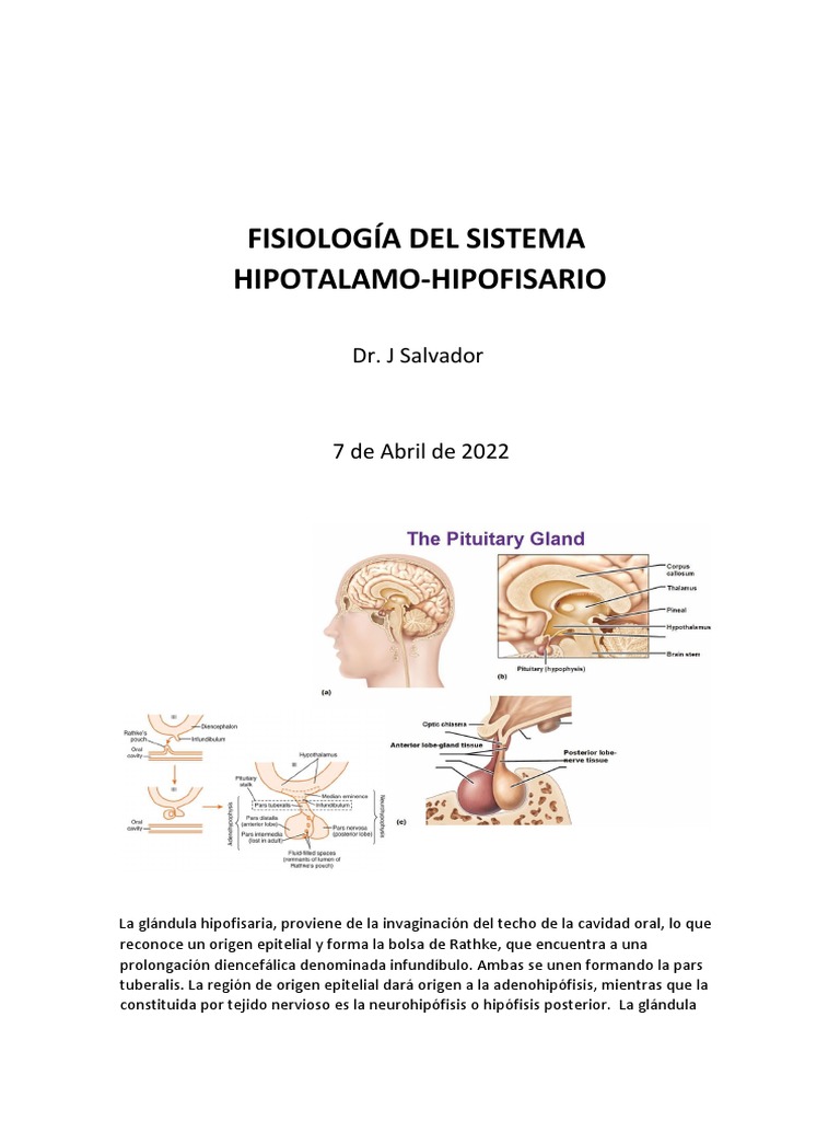 Sistema Hipotal-Hipofisario | PDF | Glándula pituitaria | Hormona estimulante de la tiroides