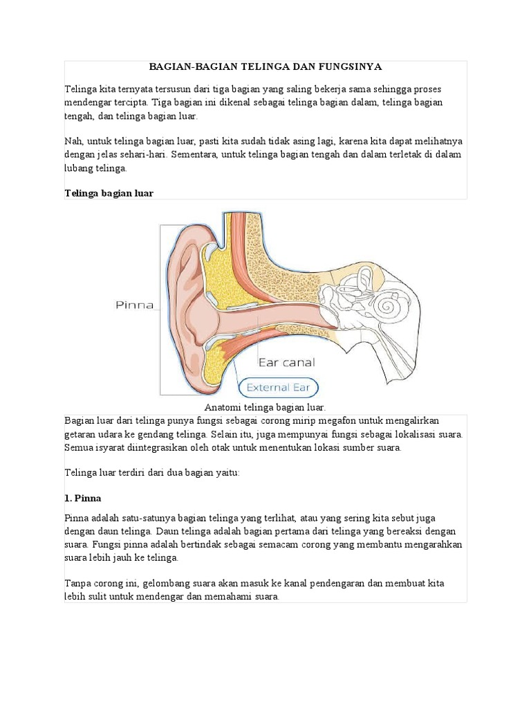BAGIAN Telinga Dan Fungsinya | PDF