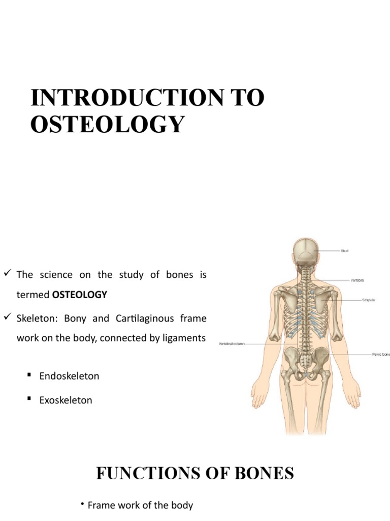 Introduction To Osteology - 21-04-2022 | PDF | Skeleton | Bone
