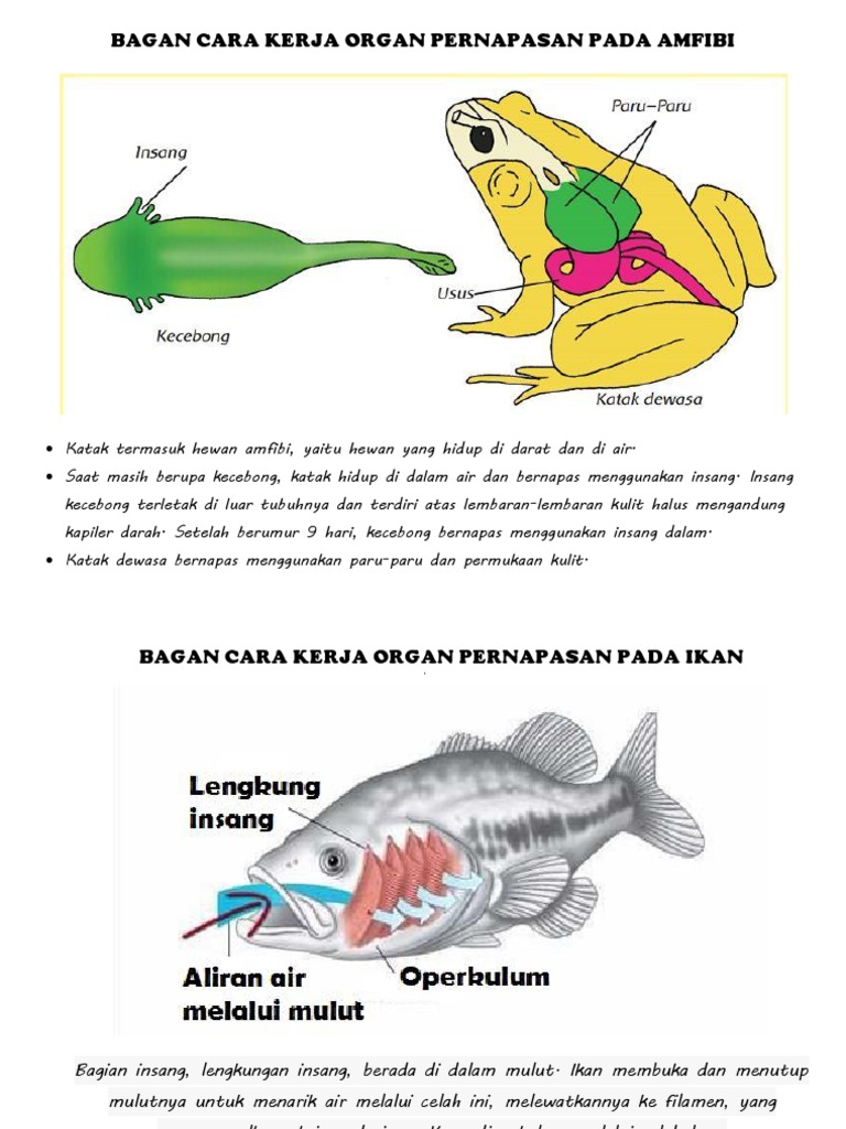 Bagan Cara Kerja Organ Pernapasan Pada Amfib2 | PDF