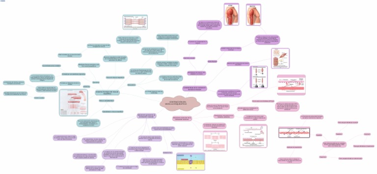 Mapa Conceptual Fisiologia | PDF