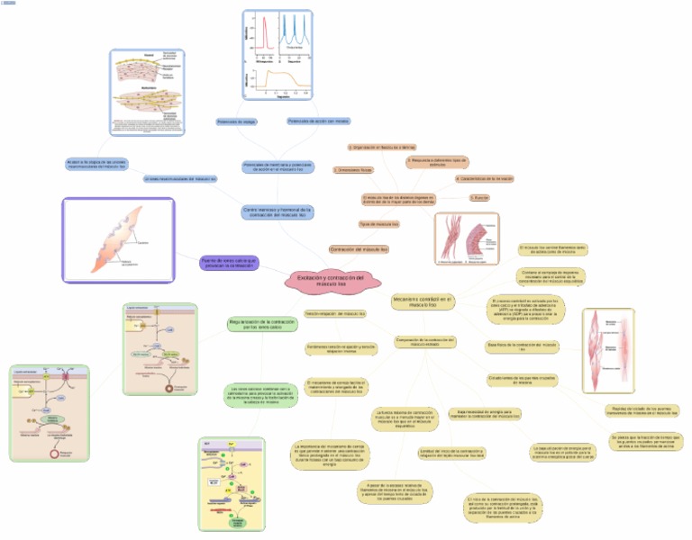 Mapa Conceptual Fisiologia | PDF