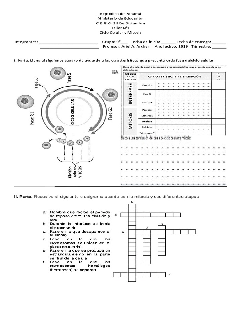 Taller N°1. Ciclo Celular y Mitosis. | PDF | Mitosis | Ciclo celular