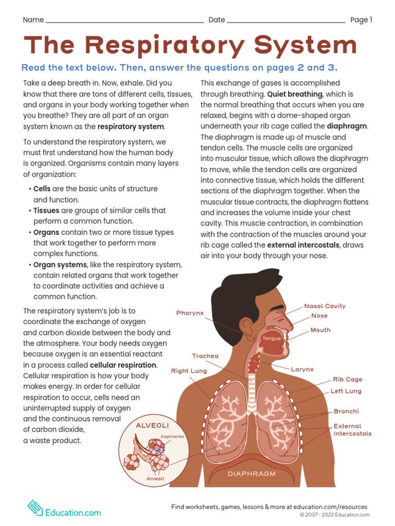 Inside Out Anatomy Respiratory | PDF | Respiratory System | Lung